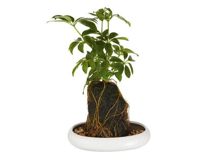 My Desk Rock Plant - Aldi - Australia - Specials archive