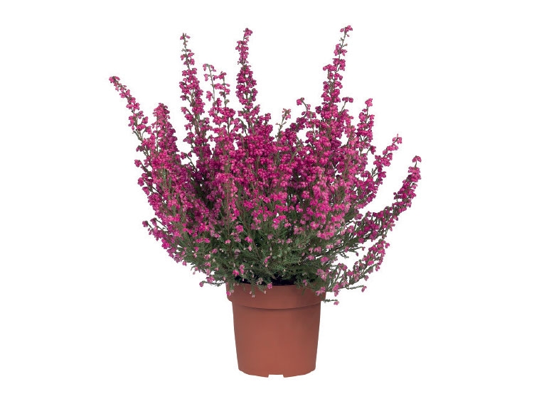Autumn Heather - Lidl - Great Britain - Specials archive