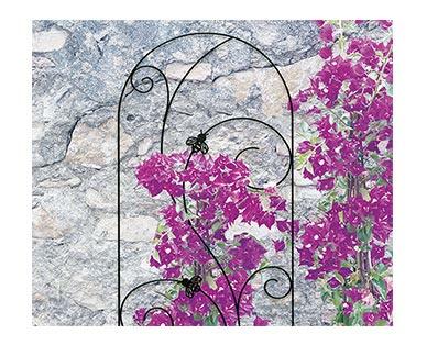 Belavi Trellis - Aldi - US - Specials archive