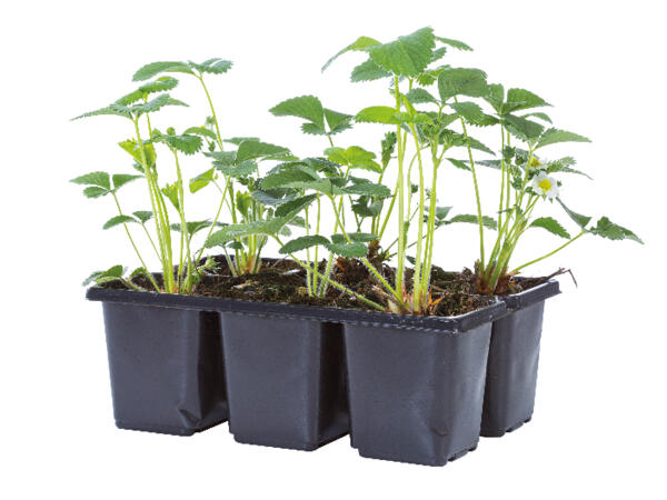 Strawberry Plants - Lidl - Great Britain - Specials archive