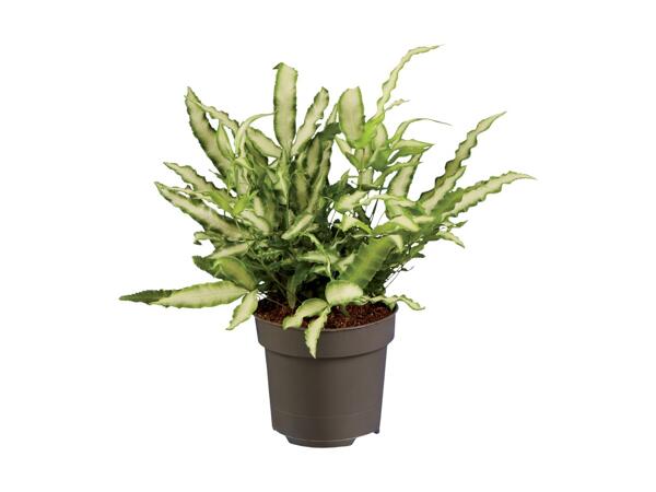 Fern Selection - Lidl - Northern Ireland - Specials archive