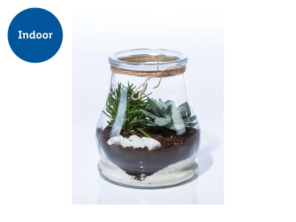 Mini Garden Terrarium - Lidl - Great Britain - Specials archive
