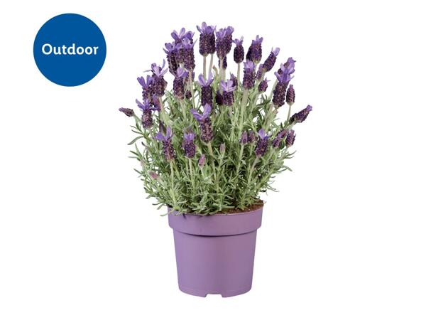 French Lavender - Lidl - Great Britain - Specials archive
