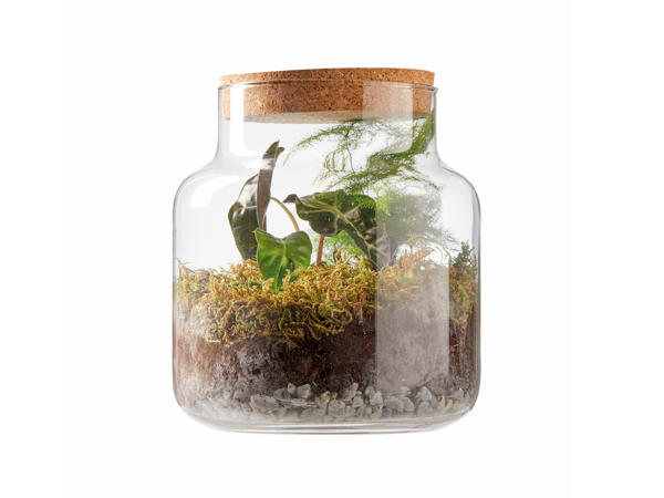Urban Jungle Terrarium - Lidl - Great Britain - Specials archive
