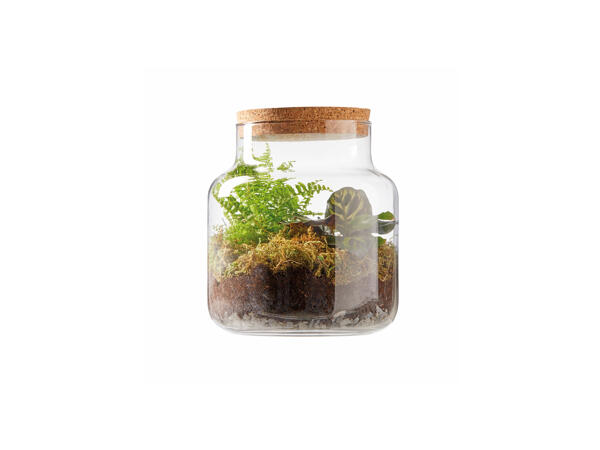 Urban Jungle Terrarium - Lidl - Great Britain - Specials archive