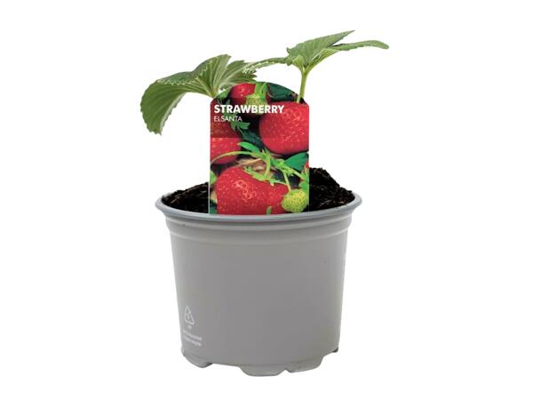 Strawberry Plant - Lidl - Ireland - Specials archive