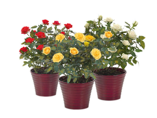 Rose Heart Gift Box - Lidl - Northern Ireland - Specials archive