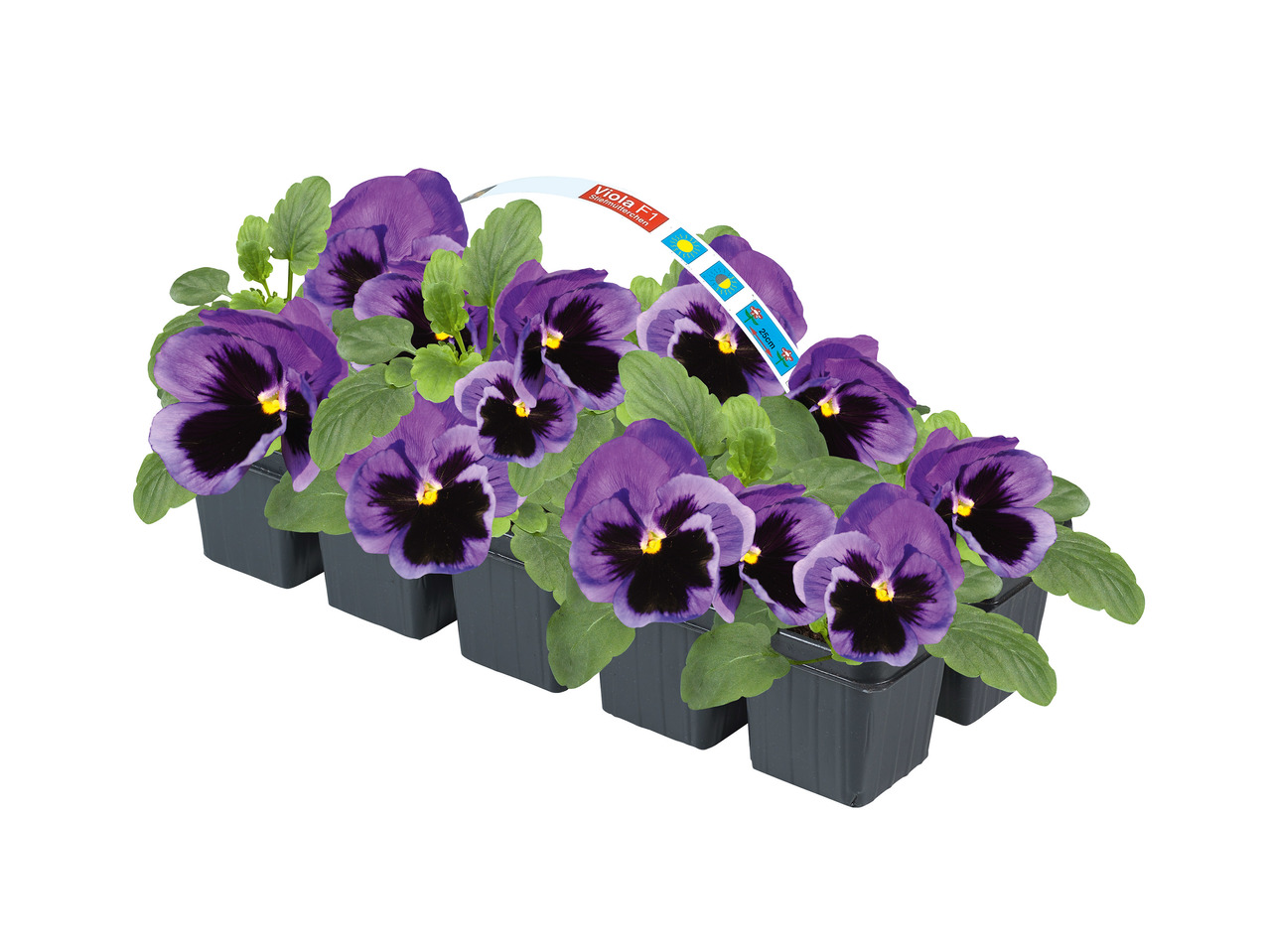 Spring Flowering Plants 1 - Lidl - Great Britain - Specials archive