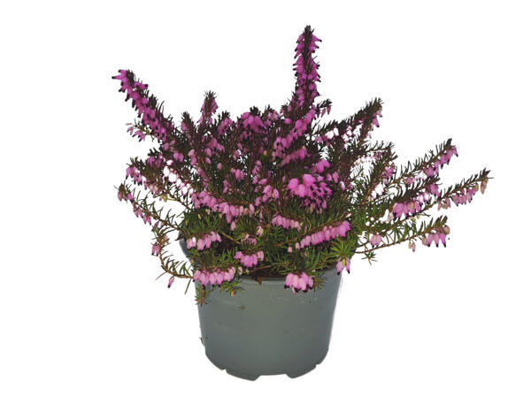 Small Spring Flowering Heather - Lidl - Ireland - Specials archive