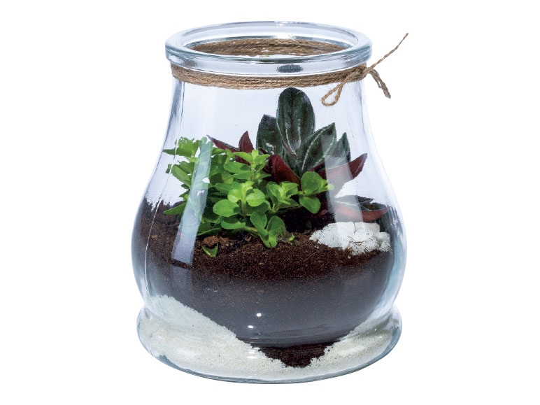Small Terrarium - Lidl - Great Britain - Specials archive