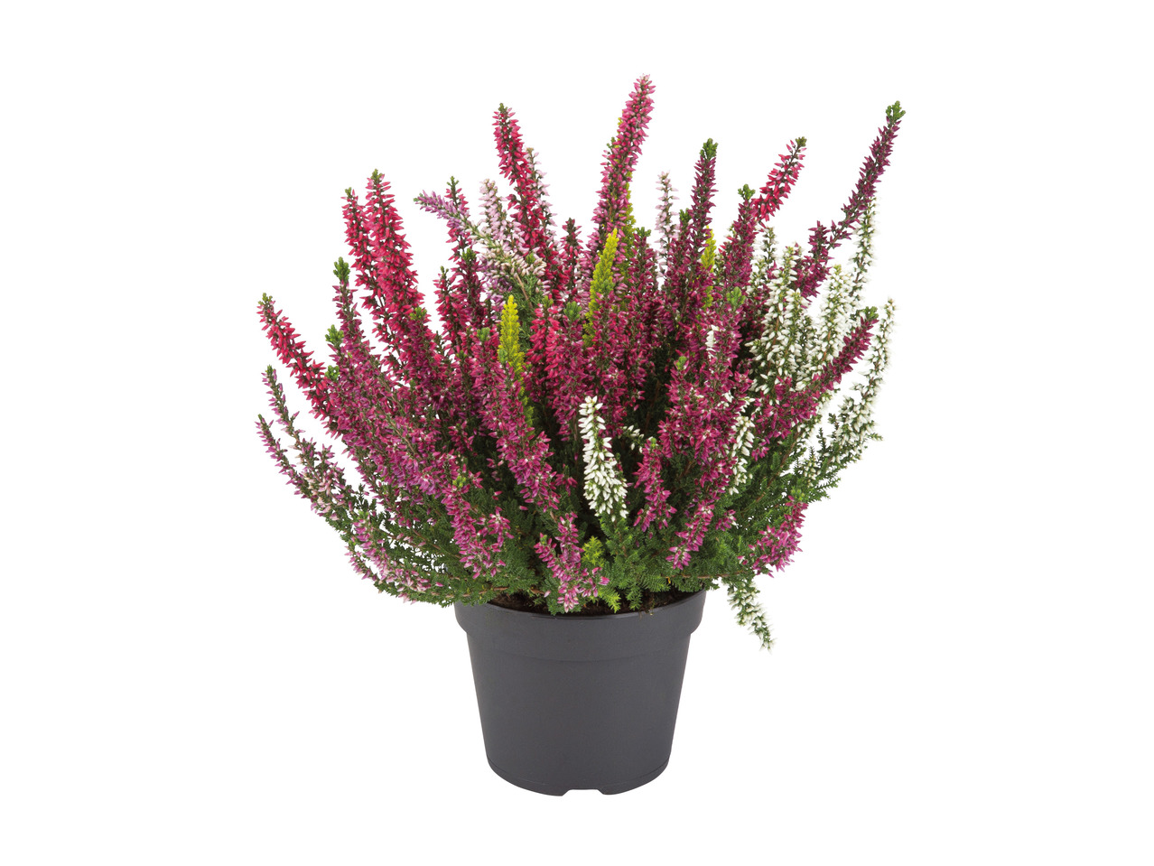 Autumn Heather Trio1 - Lidl - Great Britain - Specials archive