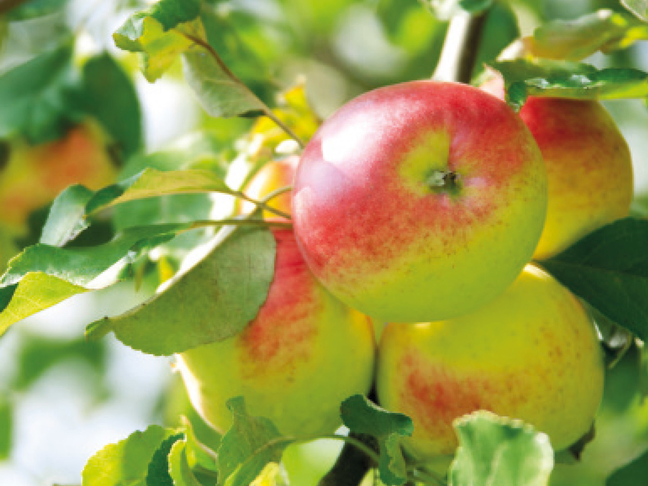 Dwarf Fruit Trees1 Lidl Great Britain Specials Archive