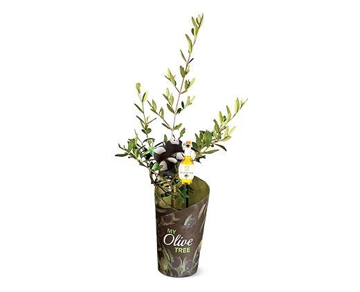 5" Olive Tree - Aldi - US - Specials archive