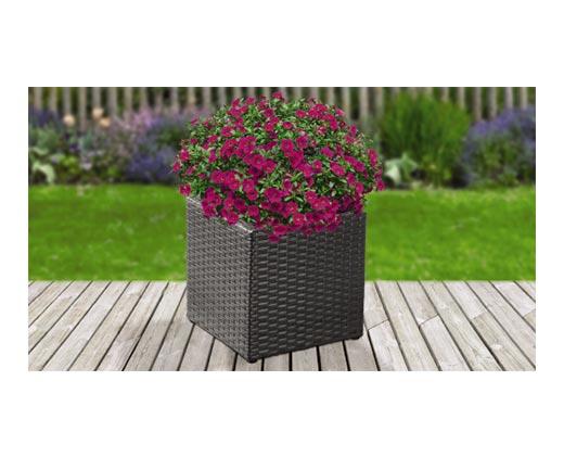 Belavi Rattan Cube Planter - Aldi - US - Specials archive