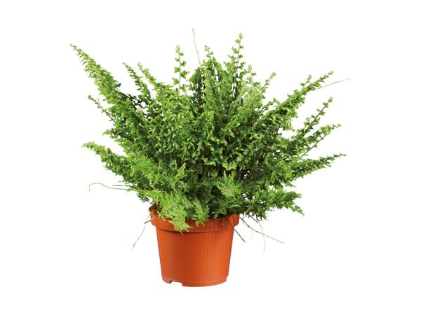 Vine & Fern Selection - Lidl - Northern Ireland - Specials archive