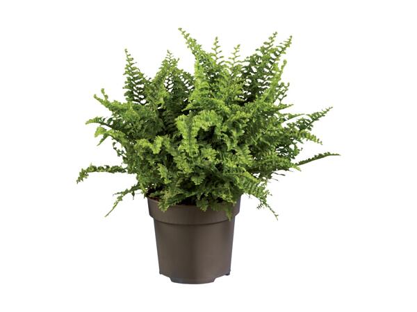 Fern Selection - Lidl - Northern Ireland - Specials archive