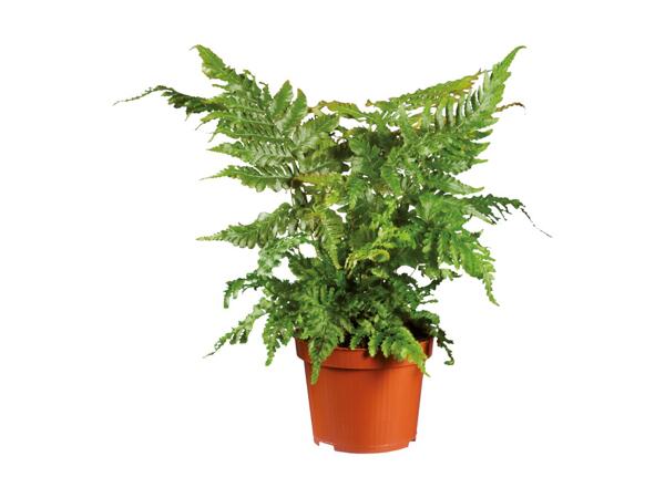 Vine & Fern Selection - Lidl - Northern Ireland - Specials archive