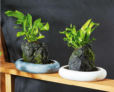 My Desk Rocks - Aldi - Australia - Specials archive