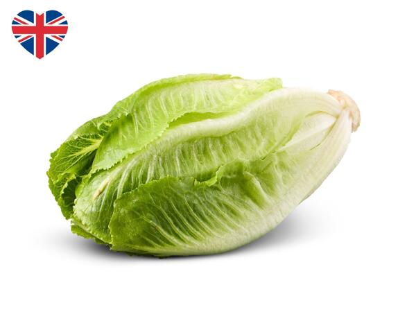 Mini British Cosberg Lettuce - Lidl - Great Britain - Specials archive